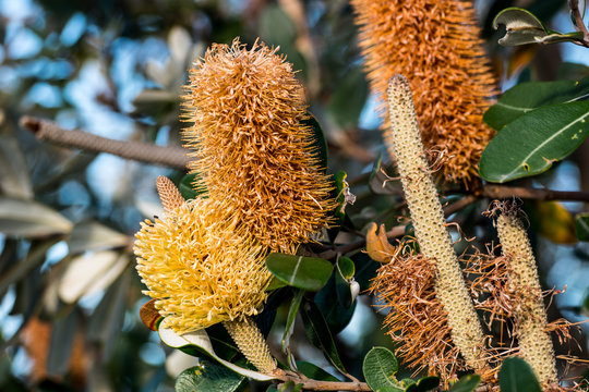 "Australian Native Plants" Images – Browse 3,746 Stock Photos, Vectors ...