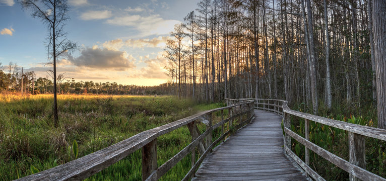 Florida Swamp Wallpaper