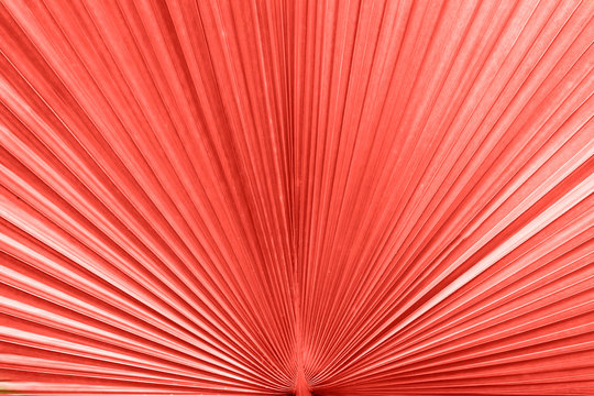 Salmon Color Background Images – Browse 47,149 Stock Photos, Vectors ...