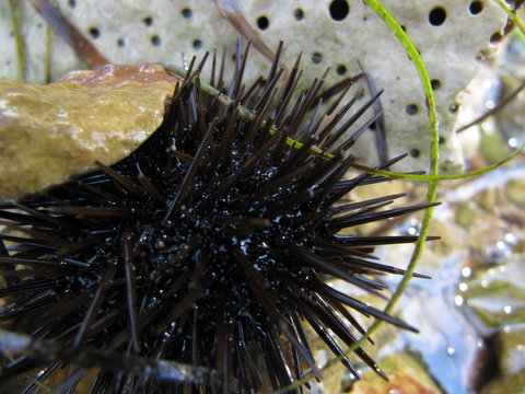 Imagens de Echinozoa – Explore Fotografias do Stock, Vetores e Vídeos ...