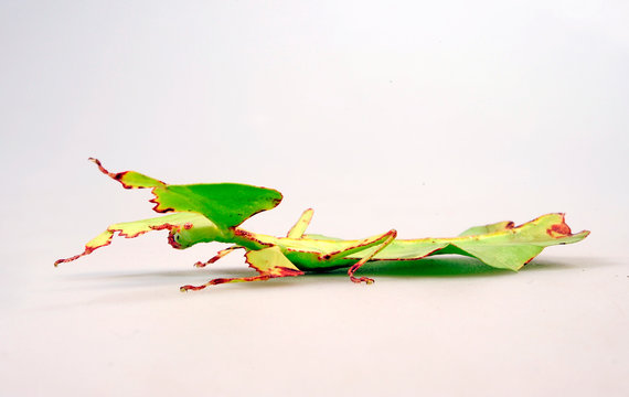 "Wandelndes Blatt" Images – Browse 27 Stock Photos, Vectors, and Video ...