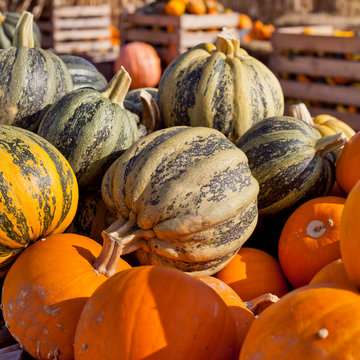 รูปภาพKakai – เลือกดูภาพถ่ายสต็อก เวกเตอร์ และวิดีโอ109 | Adobe Stock