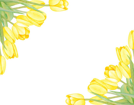 Yellow Tulip Border