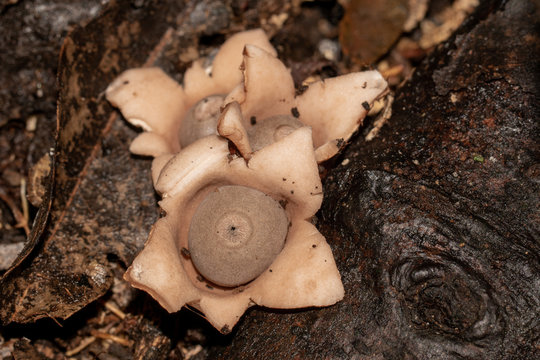 รูปภาพHongo – เลือกดูภาพถ่ายสต็อก เวกเตอร์ และวิดีโอ4,265 | Adobe Stock