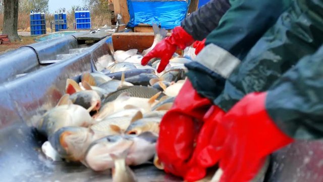 Overfishing Images – Browse 4,998 Stock Photos, Vectors, and Video ...