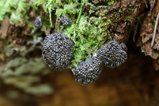 Tubifera Images – Browse 61 Stock Photos, Vectors, and Video | Adobe Stock