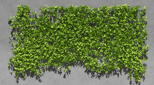 Efeuranken-Bilder: Stock-Fotos & -Videos. | Adobe Stock