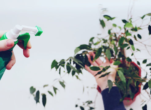 Ficeae Images – Browse 54 Stock Photos, Vectors, and Video | Adobe Stock