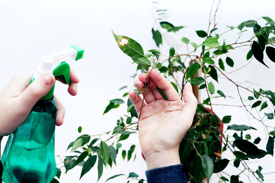 Ficeae Images – Browse 54 Stock Photos, Vectors, and Video | Adobe Stock