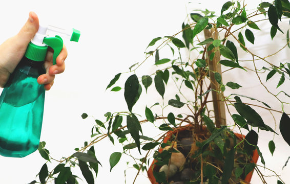 Ficeae Images – Browse 54 Stock Photos, Vectors, and Video | Adobe Stock