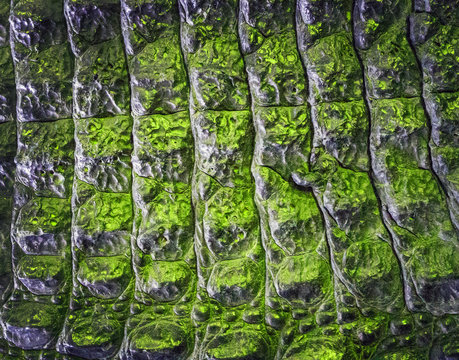 "Alligator Skin" Images – Browse 1,022 Stock Photos, Vectors, and Video ...