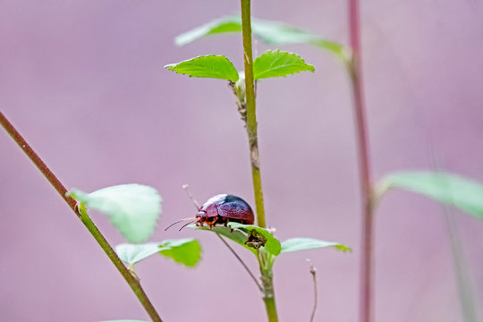 Bettle Images – Browse 626 Stock Photos, Vectors, and Video | Adobe Stock