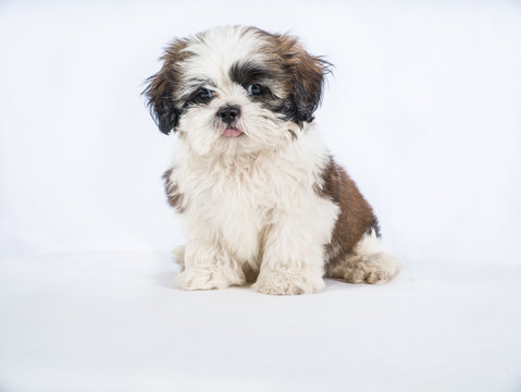 114 BEST Shisu IMAGES, STOCK PHOTOS & VECTORS | Adobe Stock