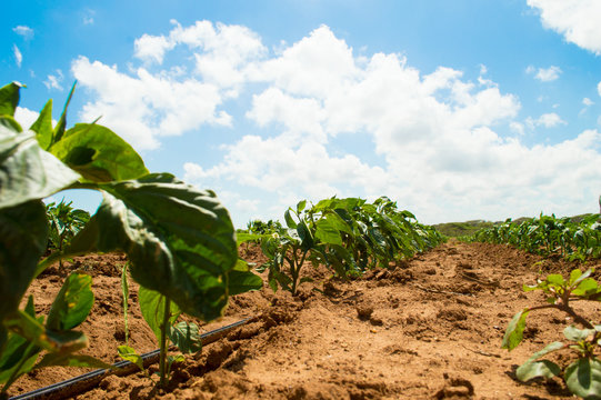 รูปภาพFertil – เลือกดูภาพถ่ายสต็อก เวกเตอร์ และวิดีโอ505 | Adobe Stock