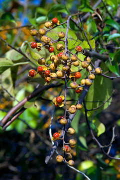 รูปภาพCelastrus – เลือกดูภาพถ่ายสต็อก เวกเตอร์ และวิดีโอ243 | Adobe Stock