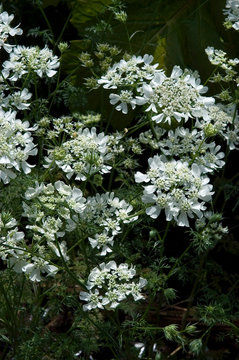 Orlaya Images – Browse 53 Stock Photos, Vectors, and Video | Adobe Stock