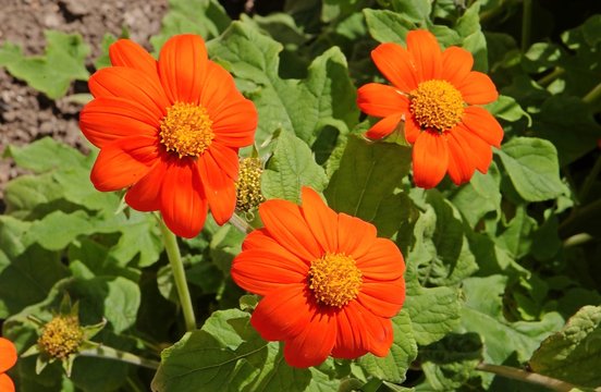 Tithonia Images – Parcourir 3,201 le catalogue de photos, vecteurs et ...