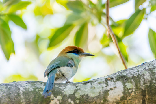 Momoto Bilder – Durchsuchen 63 Archivfotos, Vektorgrafiken und Videos ...