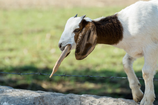 รูปภาพChivo – เลือกดูภาพถ่ายสต็อก เวกเตอร์ และวิดีโอ407 | Adobe Stock