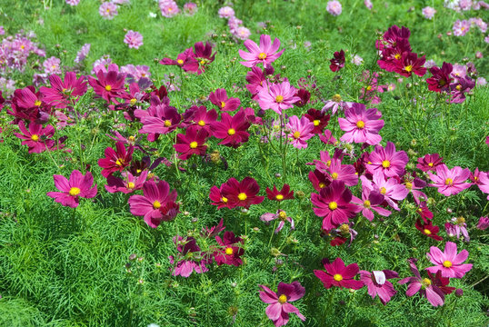 "Cosmos Bipinnatus" Imagens – Procure 14,969 fotos, vetores e vídeos ...