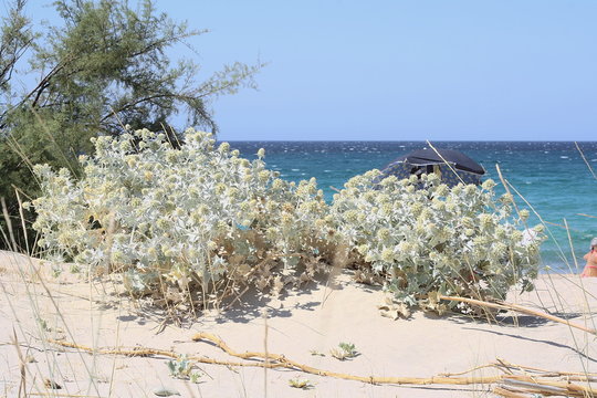 Distelarten-Bilder: Stock-Fotos & -Videos. | Adobe Stock