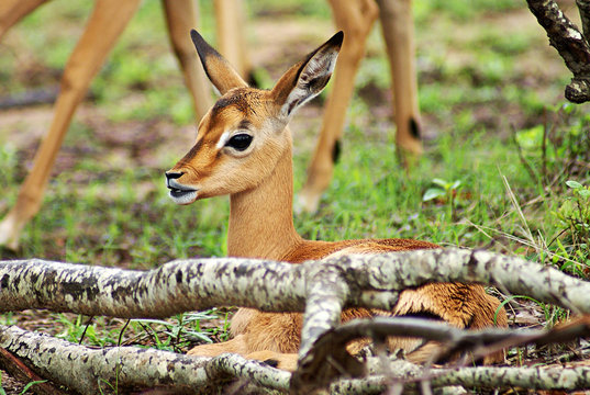 Cute Baby Animal Impala