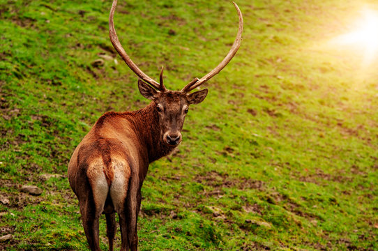 Forst Red Bull Images – Browse 1 Stock Photos, Vectors, and Video ...