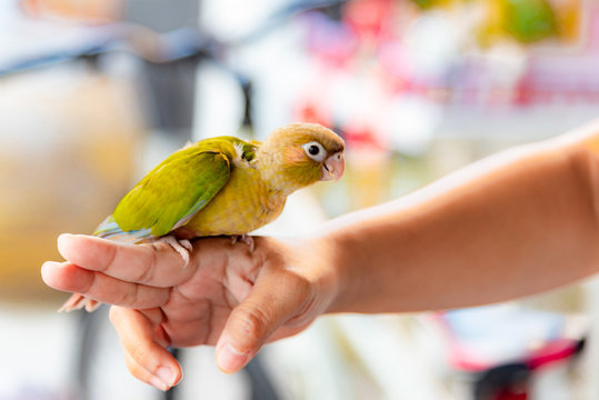 รูปภาพParrotlet – เลือกดูภาพถ่ายสต็อก เวกเตอร์ และวิดีโอ712 | Adobe Stock