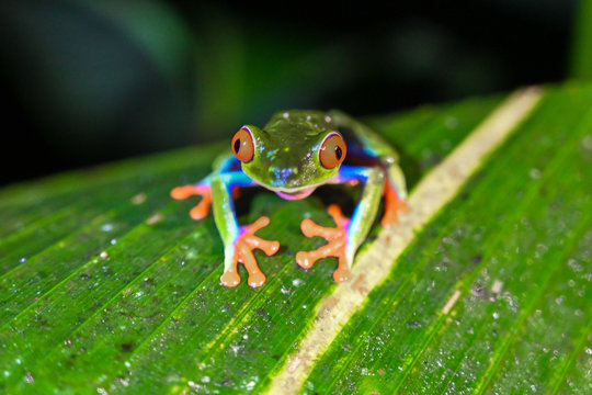 Rainettes Images – Browse 39 Stock Photos, Vectors, and Video | Adobe Stock