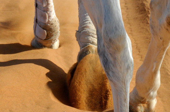 Hoof-Mark Bilder – Durchsuchen 180 Archivfotos, Vektorgrafiken und ...