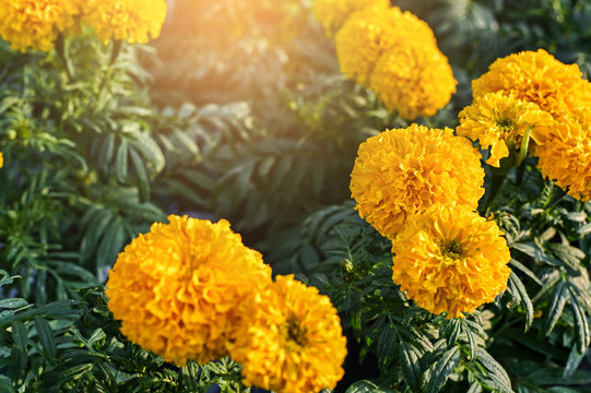 "Marigold Leaves" Images – Browse 114 Stock Photos, Vectors, and Video ...