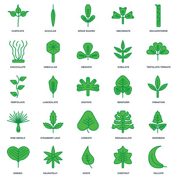 Reniform Images – Browse 1,981 Stock Photos, Vectors, and Video | Adobe ...