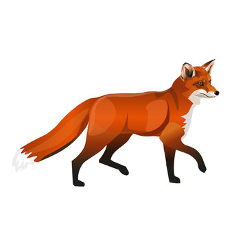 Female Fox Cartoon Images – Browse 28 Stock Photos, Vectors, and Video ...