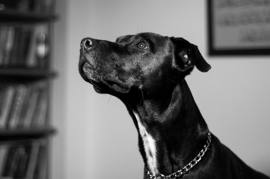 Labrabull Images – Browse 33 Stock Photos, Vectors, and Video | Adobe Stock