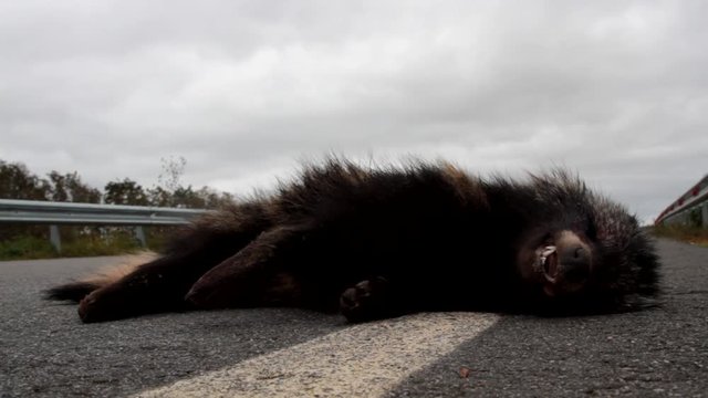 "Racoon Dog" Images – Browse 5,381 Stock Photos, Vectors, and Video ...