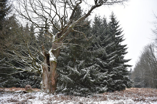 รูปภาพTraubeneiche – เลือกดูภาพถ่ายสต็อก เวกเตอร์ และวิดีโอ100 | Adobe ...