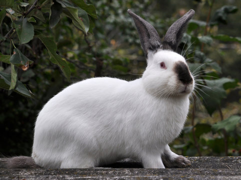 10,921 BESTE Hasenfutter BILDER, STOCK-FOTOS & -VEKTORGRAFIKEN | Adobe ...