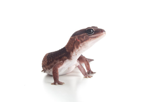 2,007 BEST Geco IMAGES, STOCK PHOTOS & VECTORS | Adobe Stock