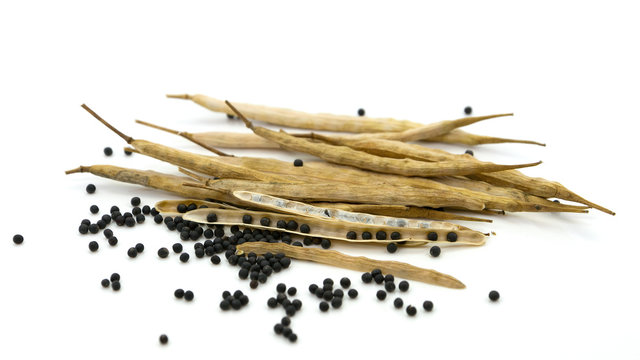 รูปภาพRapssaat – เลือกดูภาพถ่ายสต็อก เวกเตอร์ และวิดีโอ93 | Adobe Stock