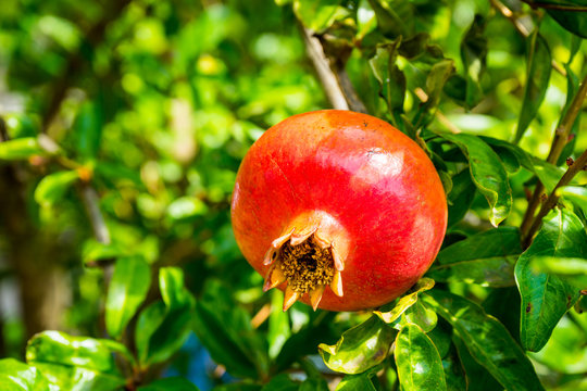 รูปภาพRipely – เลือกดูภาพถ่ายสต็อก เวกเตอร์ และวิดีโอ130 | Adobe Stock