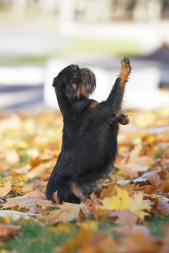 Smousje Images – Browse 56 Stock Photos, Vectors, and Video | Adobe Stock