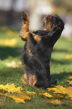 Smousje Images – Browse 56 Stock Photos, Vectors, and Video | Adobe Stock