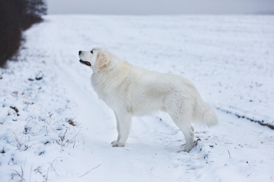 รูปภาพMaremmano – เลือกดูภาพถ่ายสต็อก เวกเตอร์ และวิดีโอ1,153 | Adobe Stock