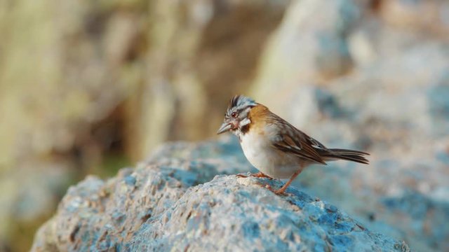 「Chincol」の画像 - 59 件の Stock 写真、ベクターおよびビデオ | Adobe Stock