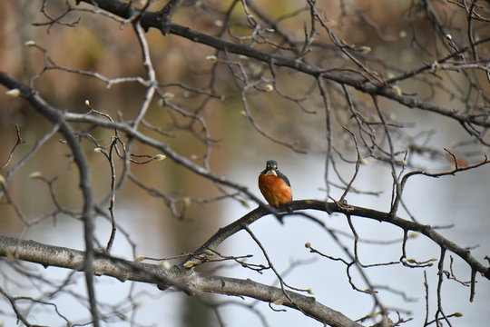 Otterrute Bilder – Durchsuchen 103 Archivfotos, Vektorgrafiken und ...