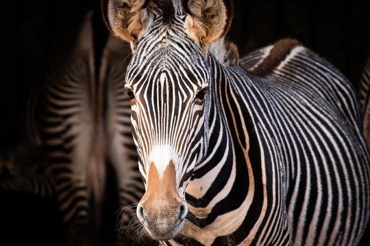 Cebra Images – Browse 2,335 Stock Photos, Vectors, and Video | Adobe Stock