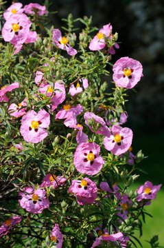 รูปภาพRockrose – เลือกดูภาพถ่ายสต็อก เวกเตอร์ และวิดีโอ3,126 | Adobe Stock
