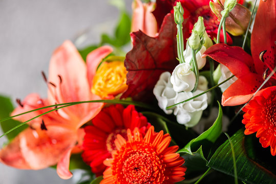 Germinis Images – Browse 58 Stock Photos, Vectors, and Video | Adobe Stock