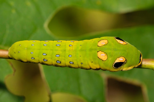 Papilio Troilus Caterpie