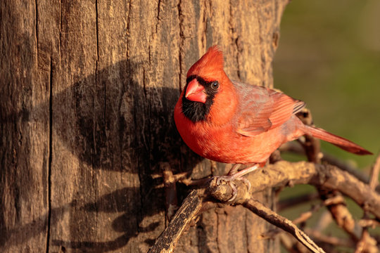 "Northern Cardinal" Images – Browse 42,577 Stock Photos, Vectors, and ...